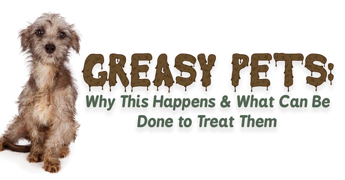 Greasy pets: Why This Happens & What Can Be Done to Treat Them