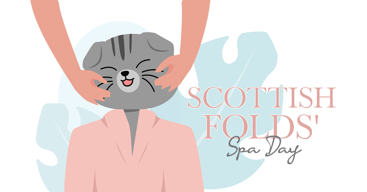 Scottish Folds Spa Day