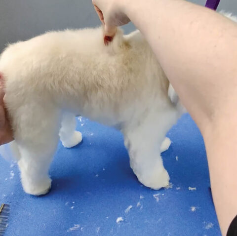 Executing an Efficient Pet Trim