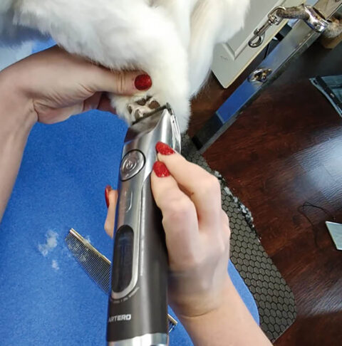 Executing an Efficient Pet Trim