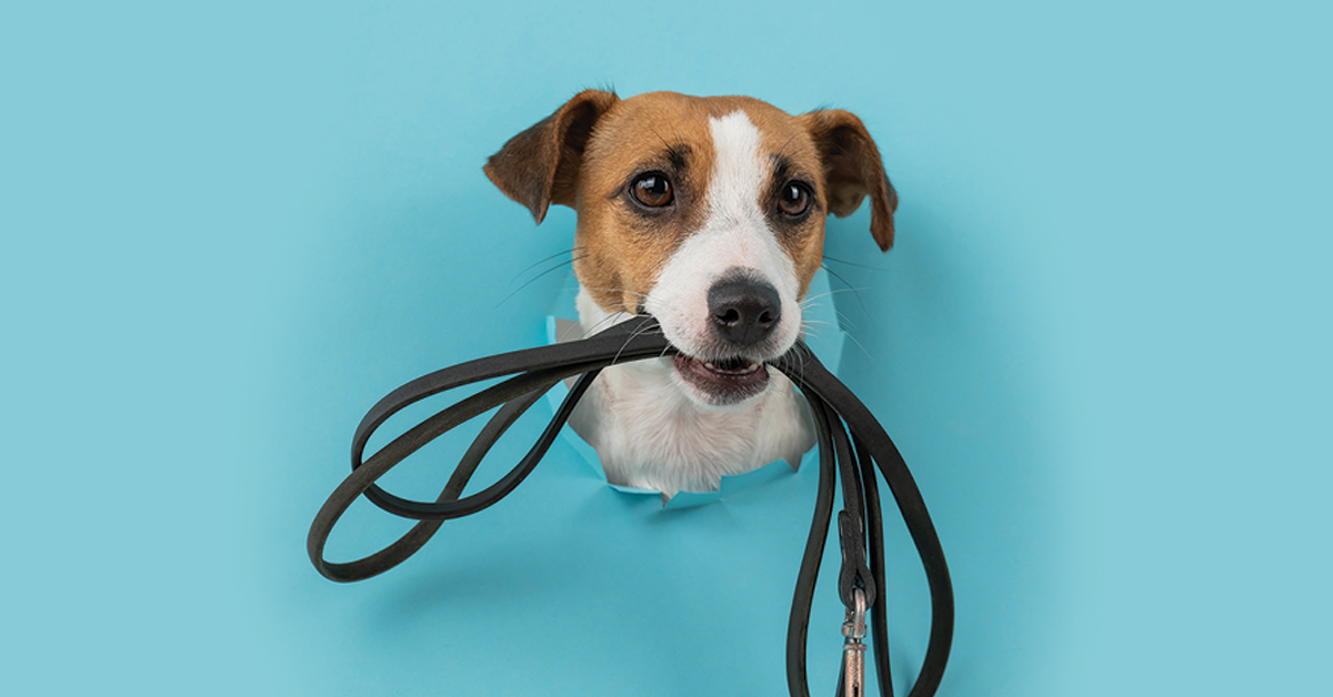 The Top Tools for Keeping Pets Safe