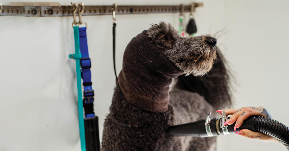 Dry Pets in a Jiff: Products & Tips to Promote Faster Drying