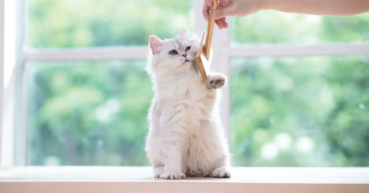 Going Cat Exclusive: A Niche within the Grooming Industry