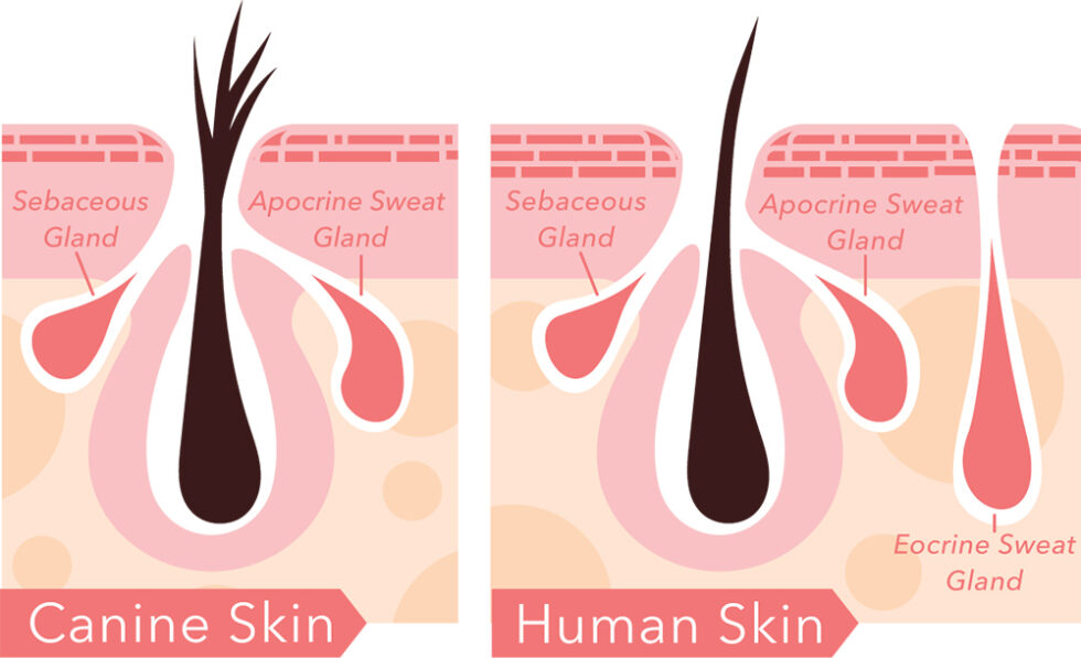 Understanding The Canine Integumentary System & How Dogs Cool Themselves