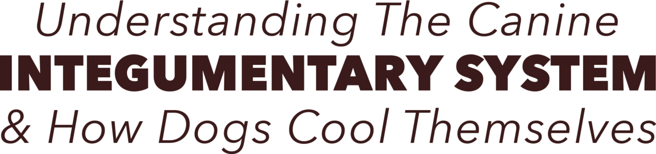 Understanding The Canine Integumentary System & How Dogs Cool Themselves