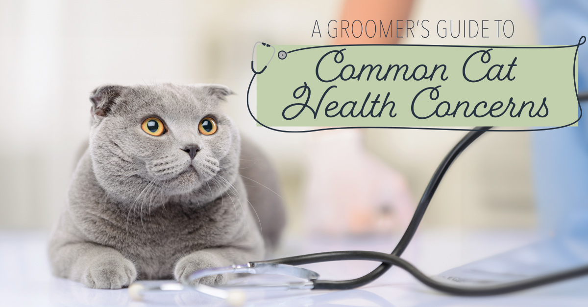 A Groomer’s Guide to Common Cat Health Concerns