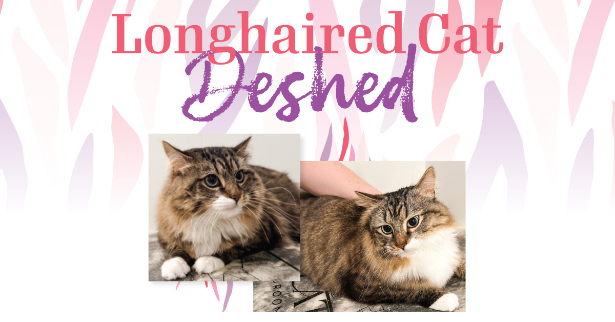 Longhaired Cat Deshed