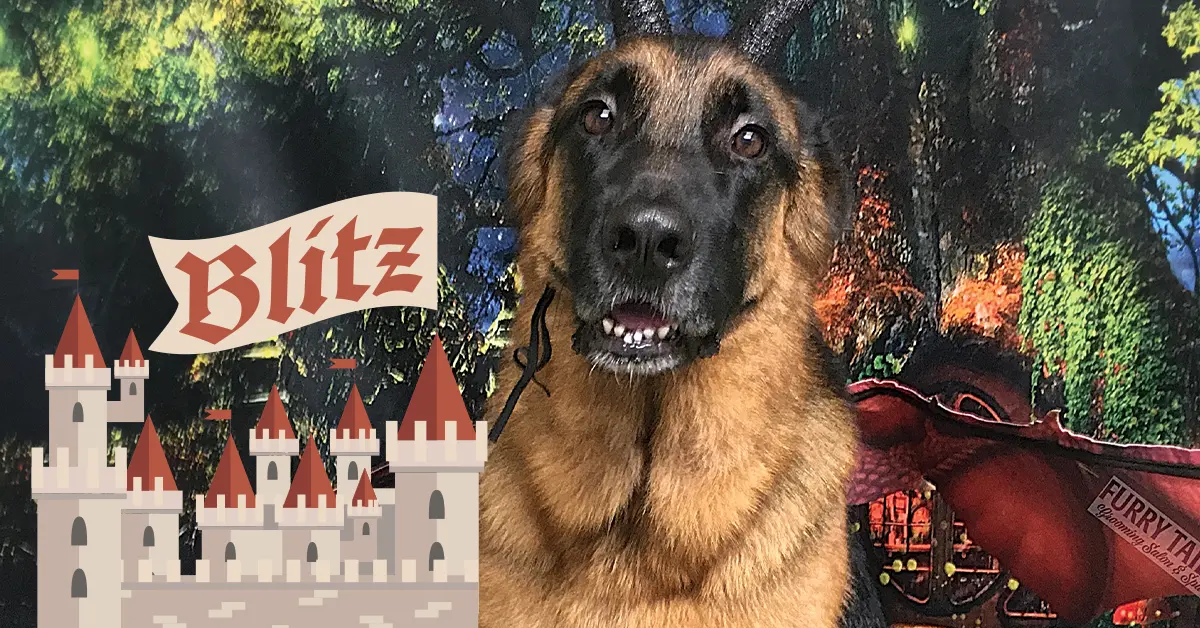 Blitz