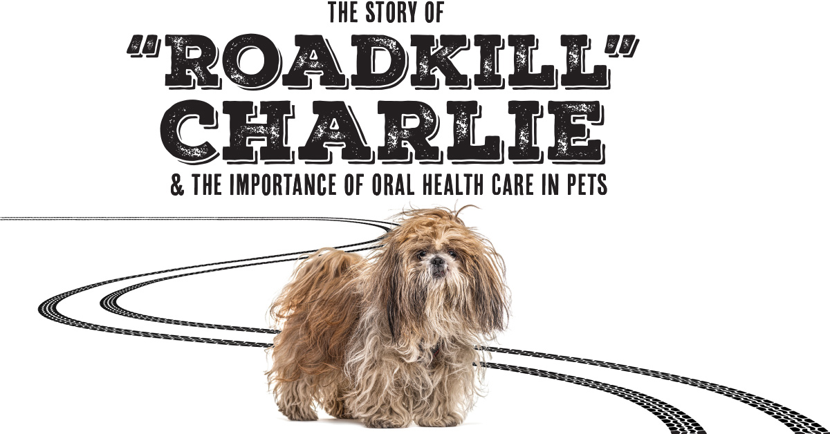 The Story of “Roadkill” Charlie & The Importance of Oral Health Care in ...