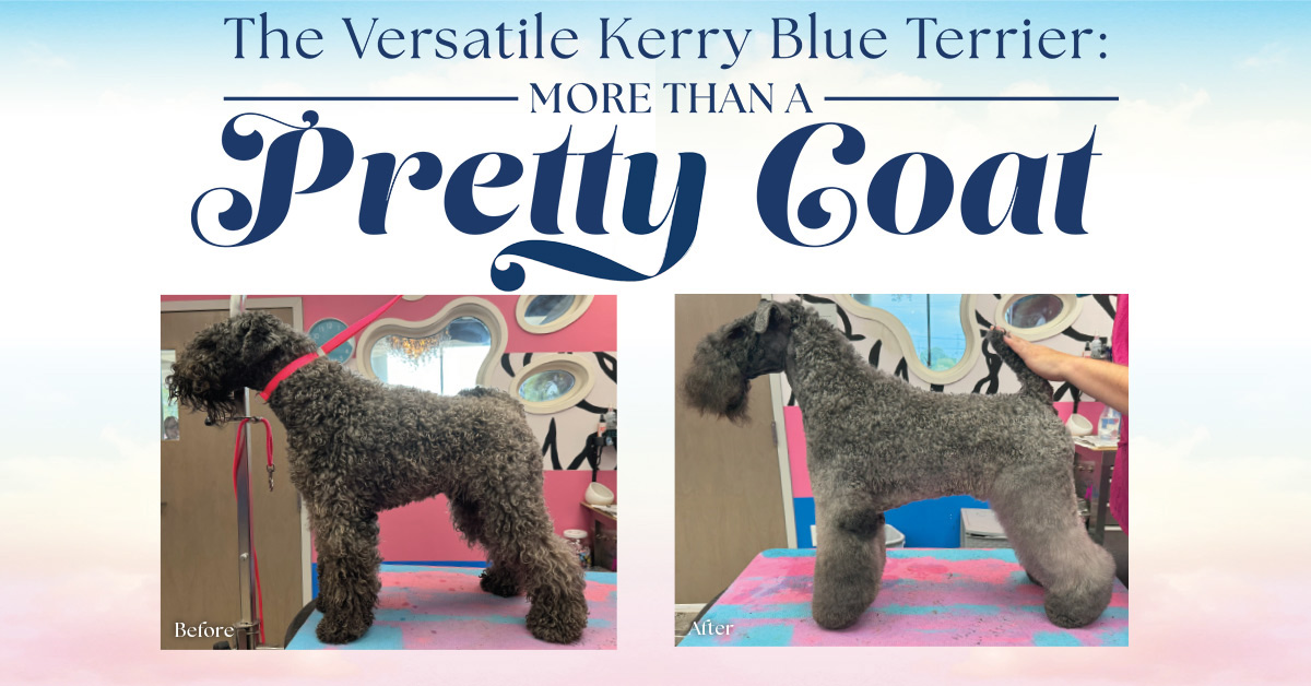 The Versatile Kerry Blue Terrier: More Than a Pretty Coat
