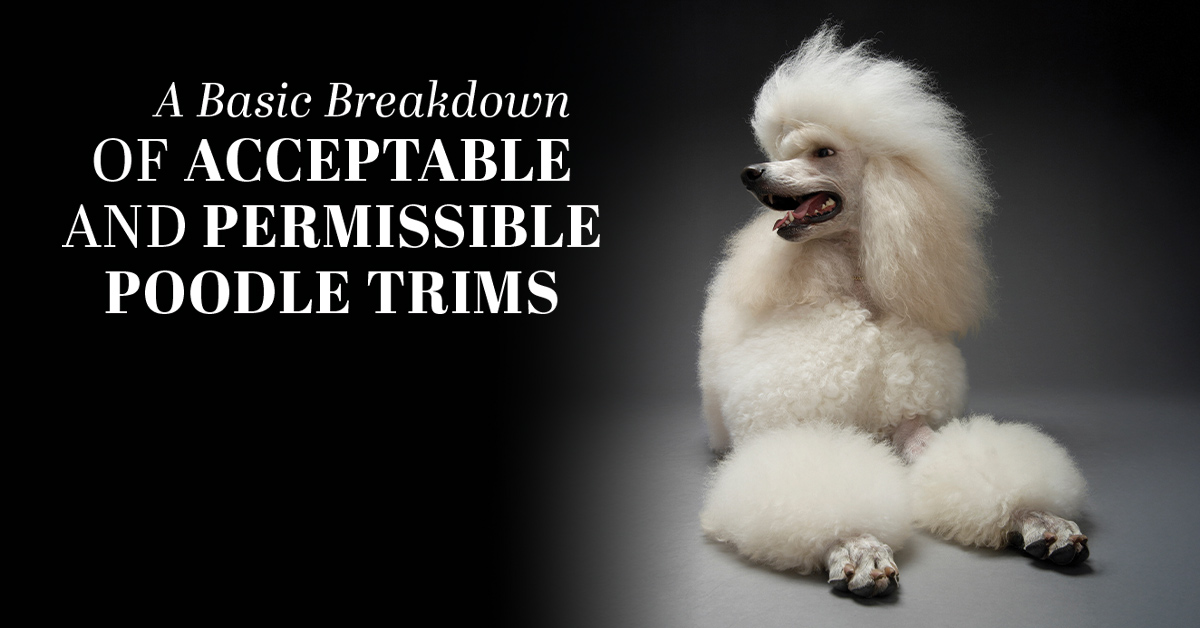 A Basic Breakdown of Acceptable and Permissible Poodle Trims