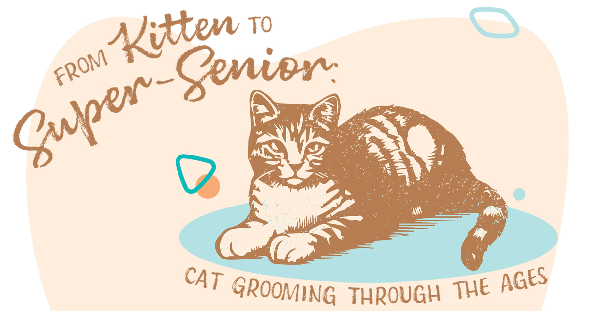 From Kitten to Super-Senior: Cat Grooming Through the Ages