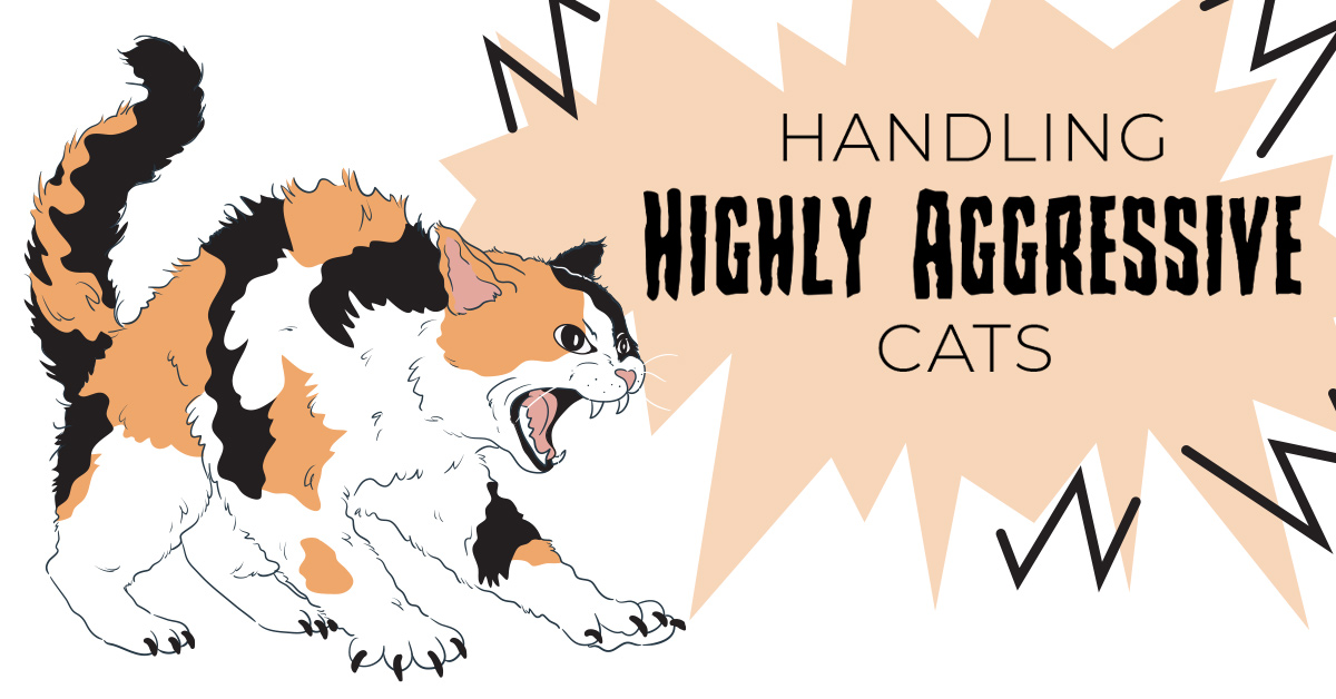 Handling Highly Aggressive Cats: When to Call It Quits