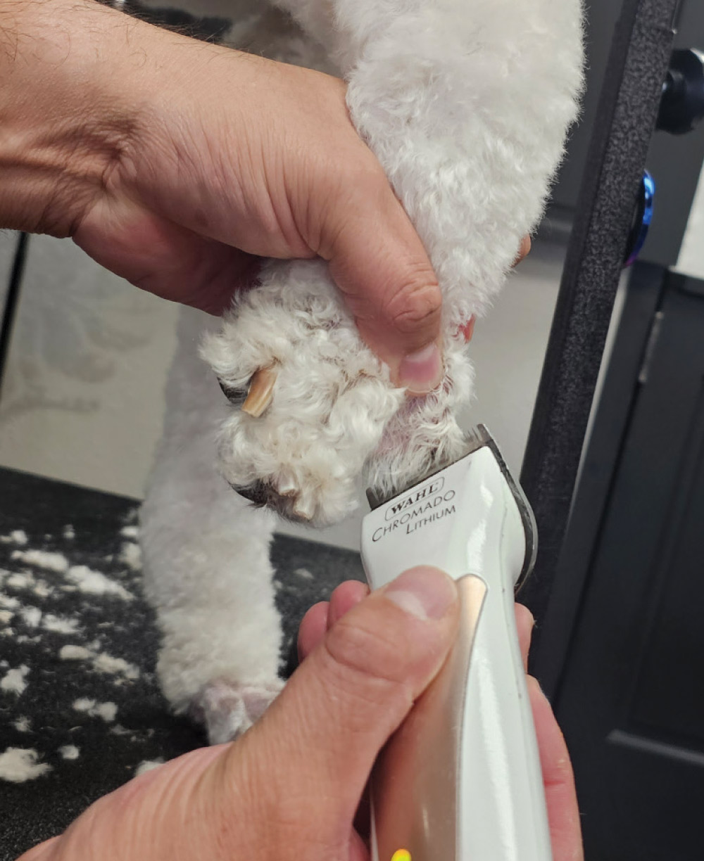 Safe & Stylish: Perfect Poodle Parts